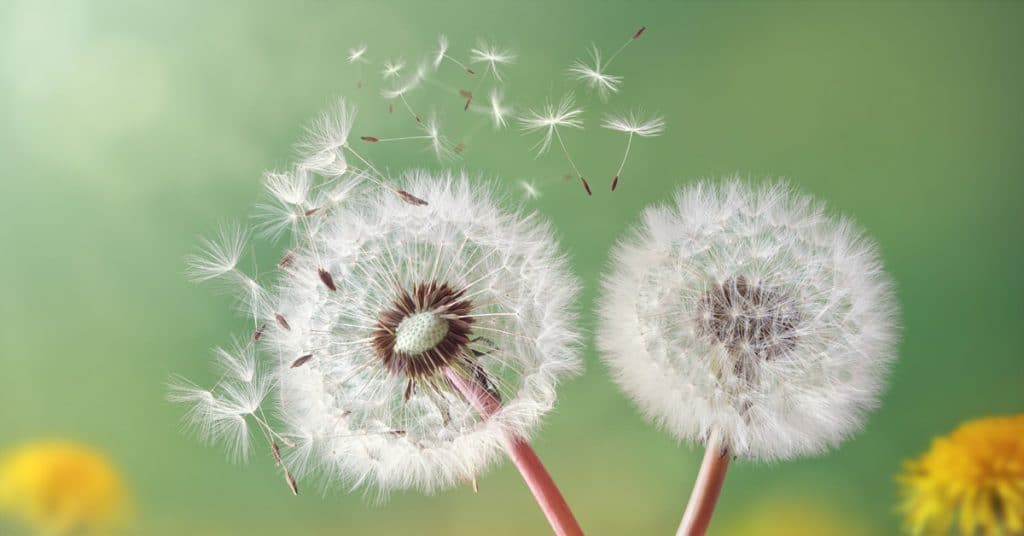 Ταραξάκο: Τί Είναι, Ιδιότητες, Χρήσεις, Δοσολογία, Παρενέργειες