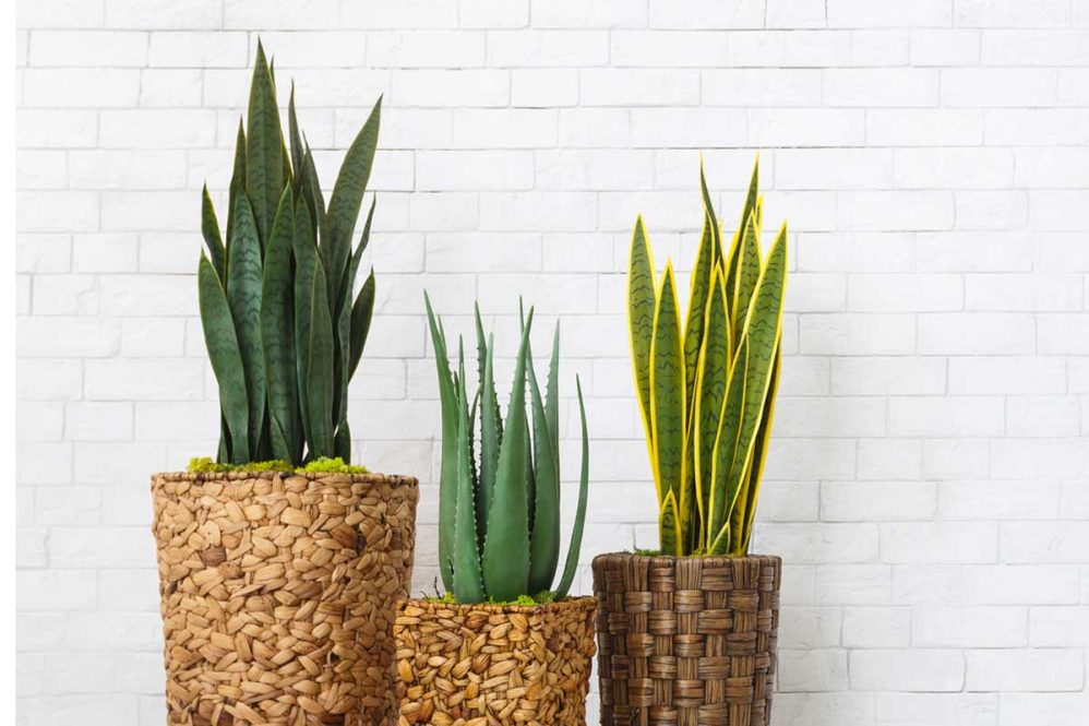 7 Φυτά Εσωτερικού Χώρου για Καλό Feng Shui, Τύχη & Θετική Ενέργεια